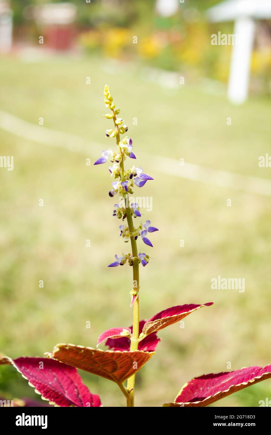 Beautiful garden blossom,flower in the green garden Stock Photo - Alamy