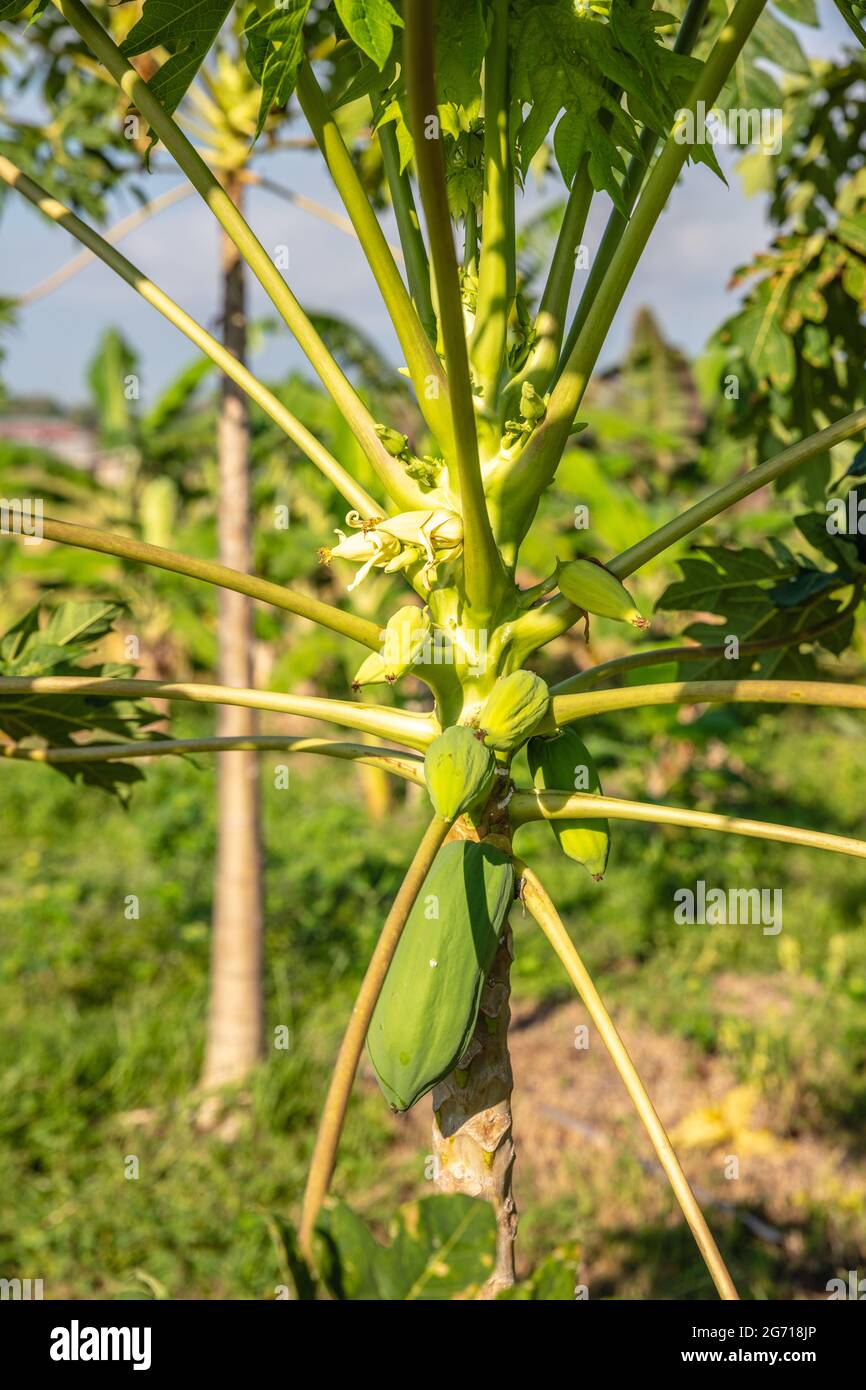 Papaya tree with flowers and young fruit. Bali, Indonesia Stock Photo ...