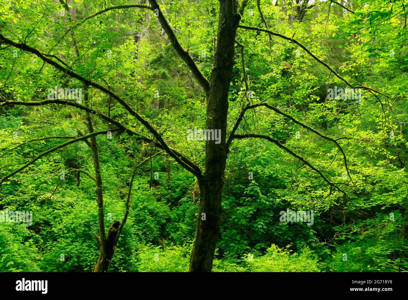a picture of an Pacific Northwest rainforest Stock Photo - Alamy