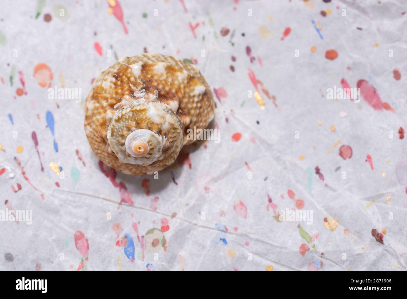 Seashell on a white background with colorful paint stains Stock Photo ...