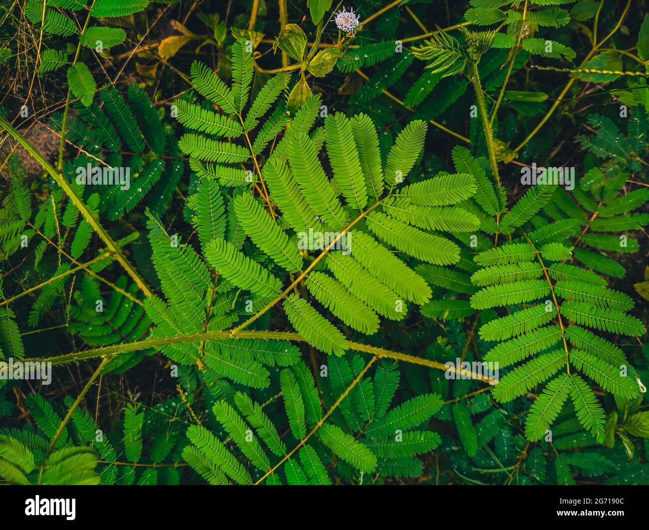 Shame plant hi-res stock photography and images - Alamy