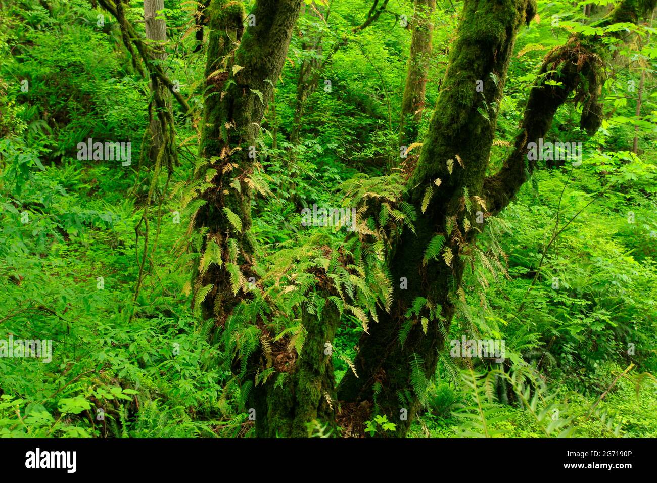 a exterior picture of an Pacific Northwest forest with Big leaf maple ...