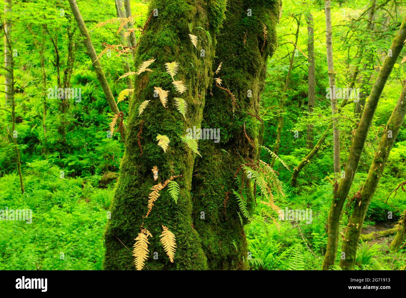 a exterior picture of an Pacific Northwest forest with Big leaf maple ...