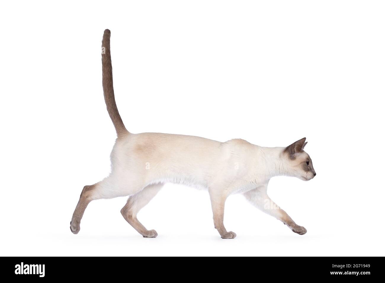 Young adult lilac Thai cat walking side ways, looking straight ahead ...