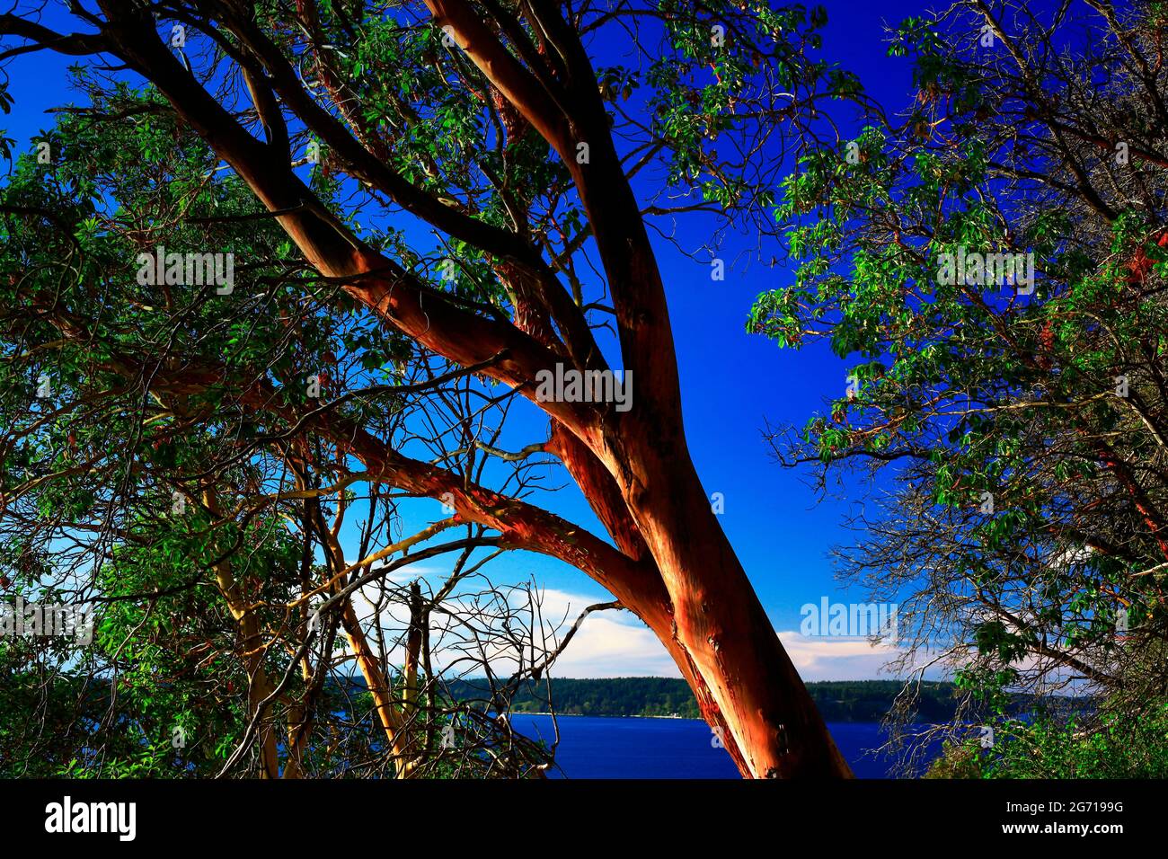 a exterior picture of an Pacific Northwest forest with old growth ...