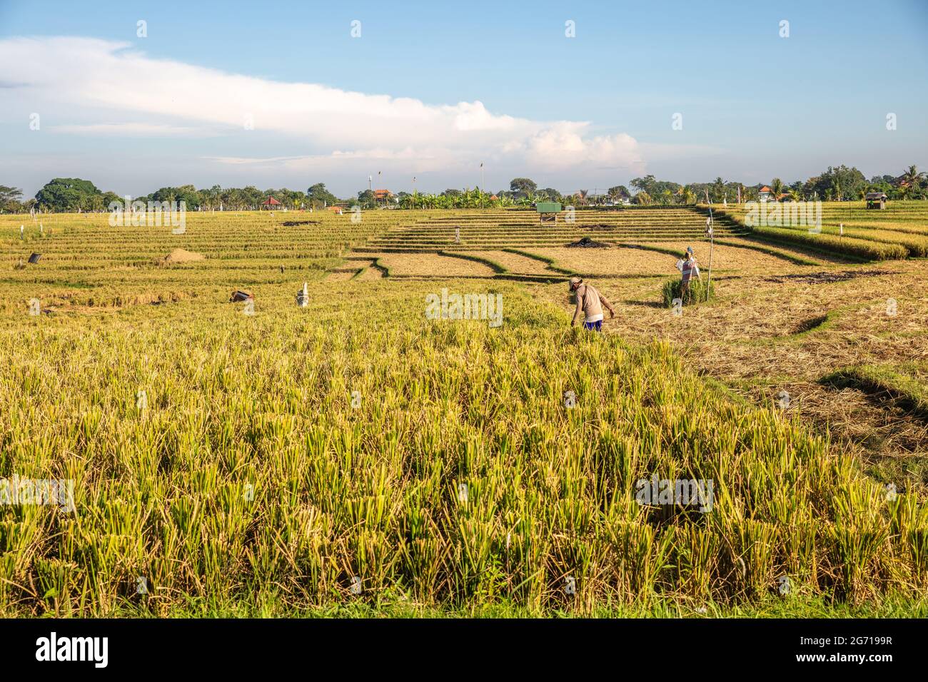 Rice fields in Badung, Bali, Indonesia. Rural landscape Stock Photo - Alamy