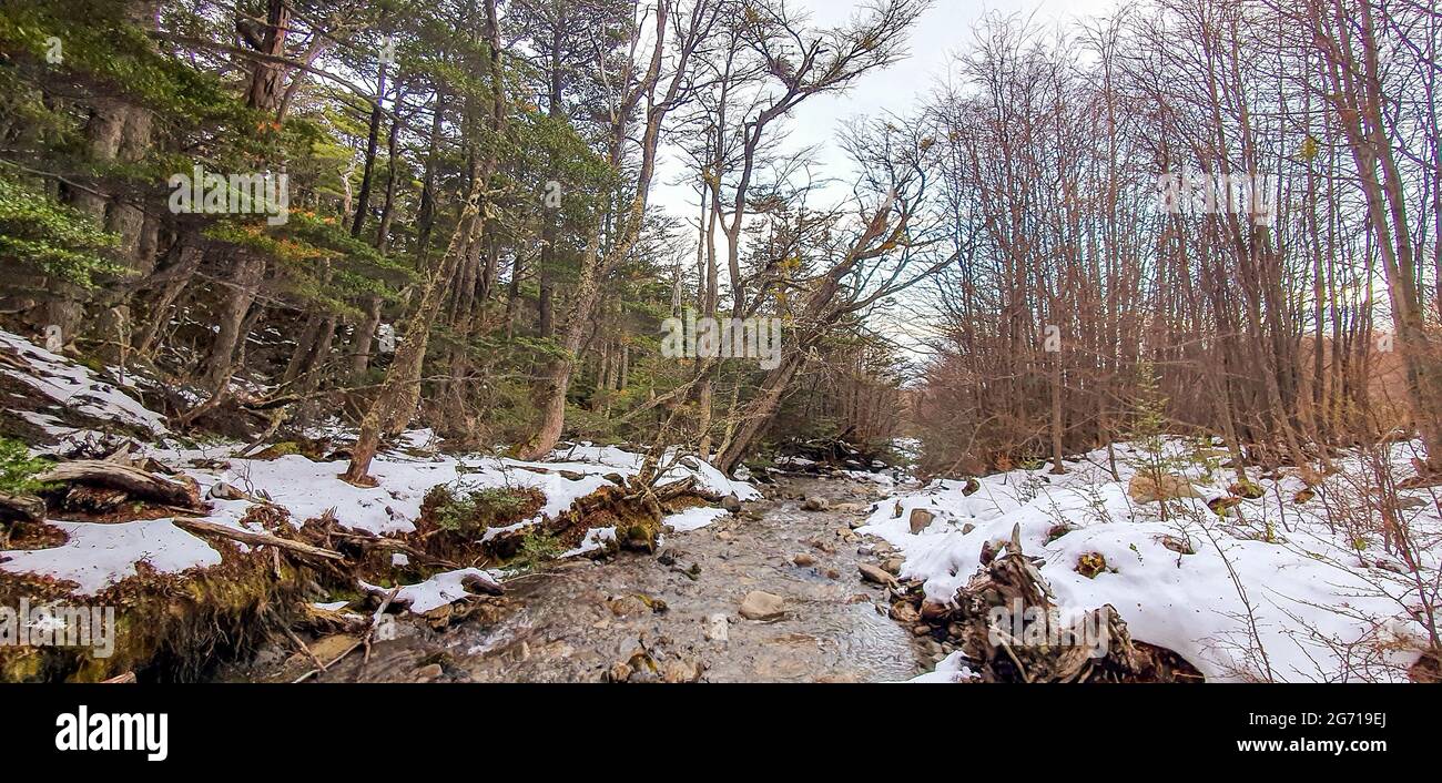Small dirty stream in a forest covered in trees and snow in winter ...