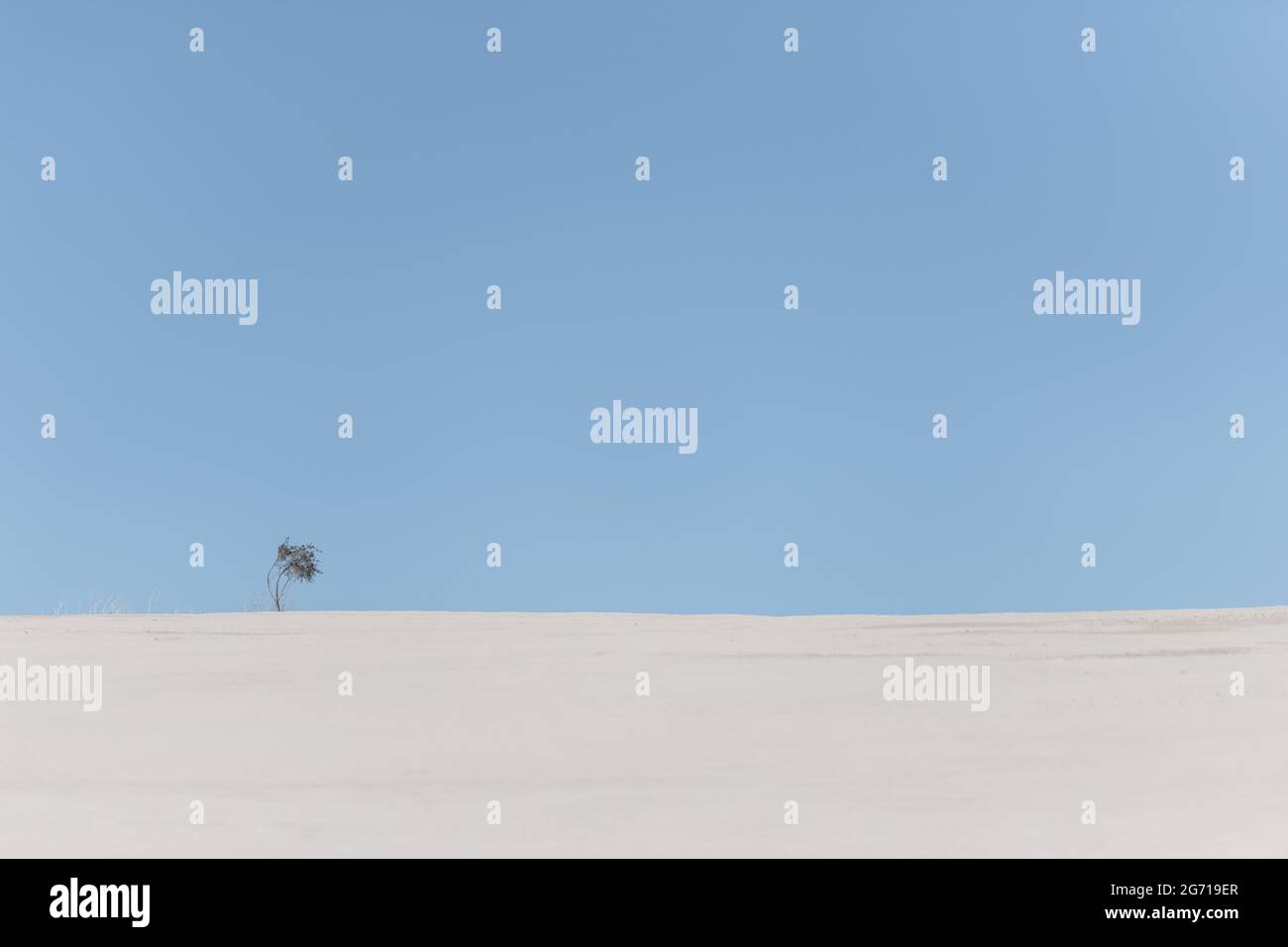 lone bush in the desert dunes of Wilsons Promontory, Victoria ...
