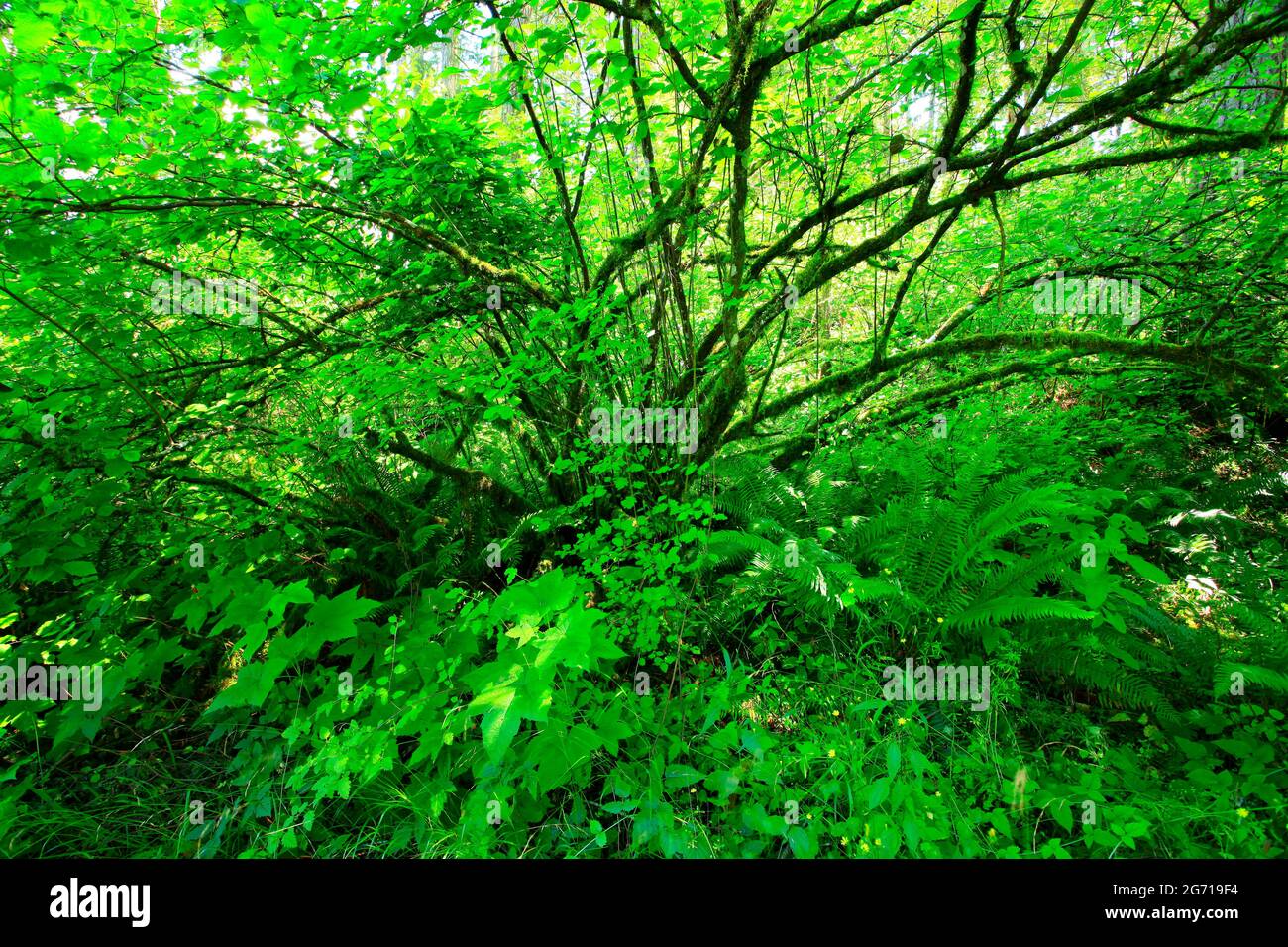 a picture of an Pacific Northwest rainforest Stock Photo - Alamy