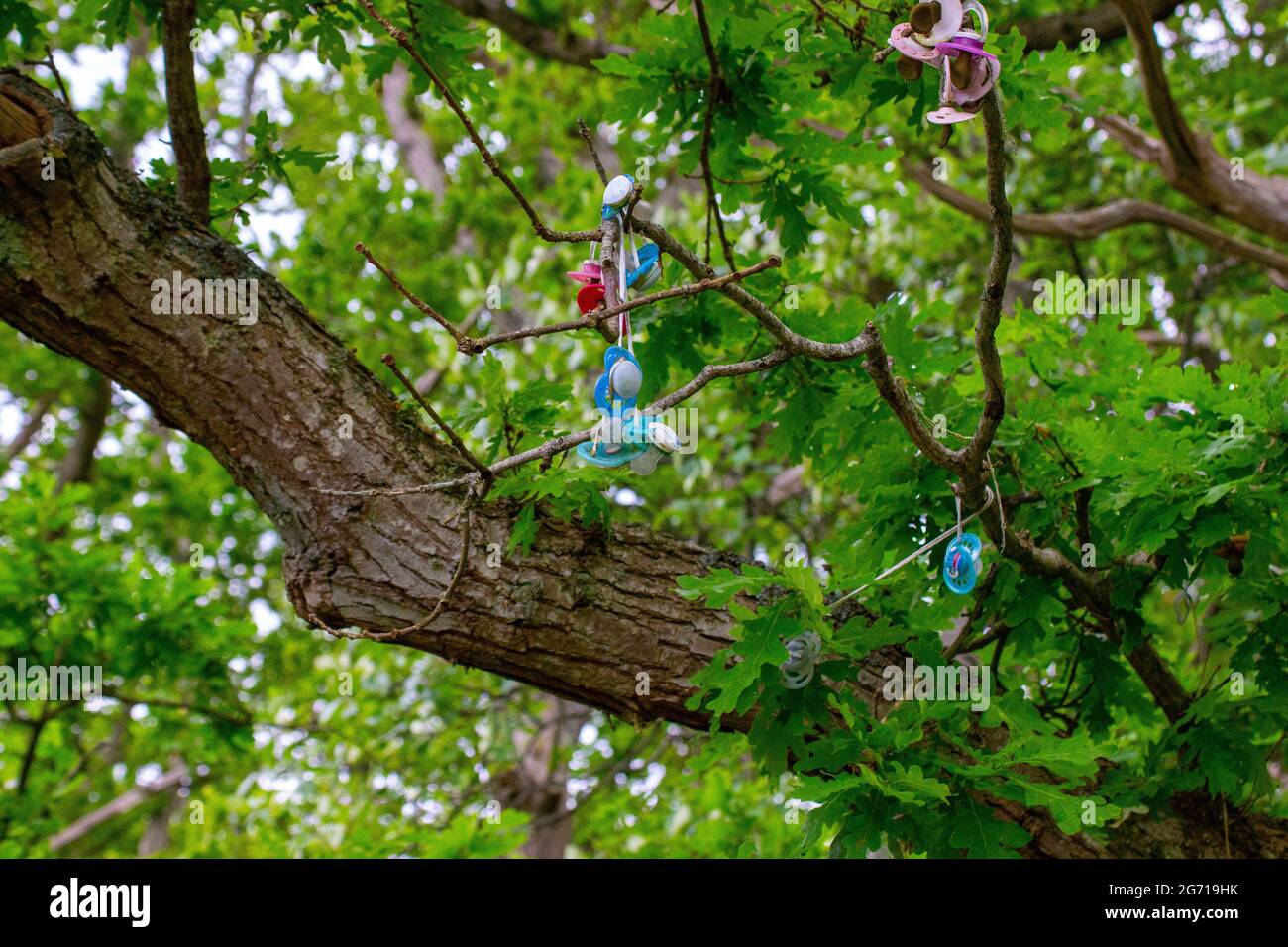 View of colorful pacifiers hanging on a green tree in the forest Stock ...