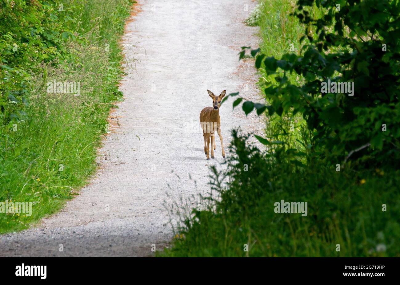Cute baby roe deer standing alone on a narrow footpath in the forest ...