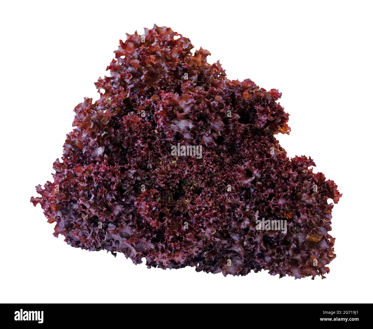 red curly lettuce isolated on a white background. Red Curly Clipping ...