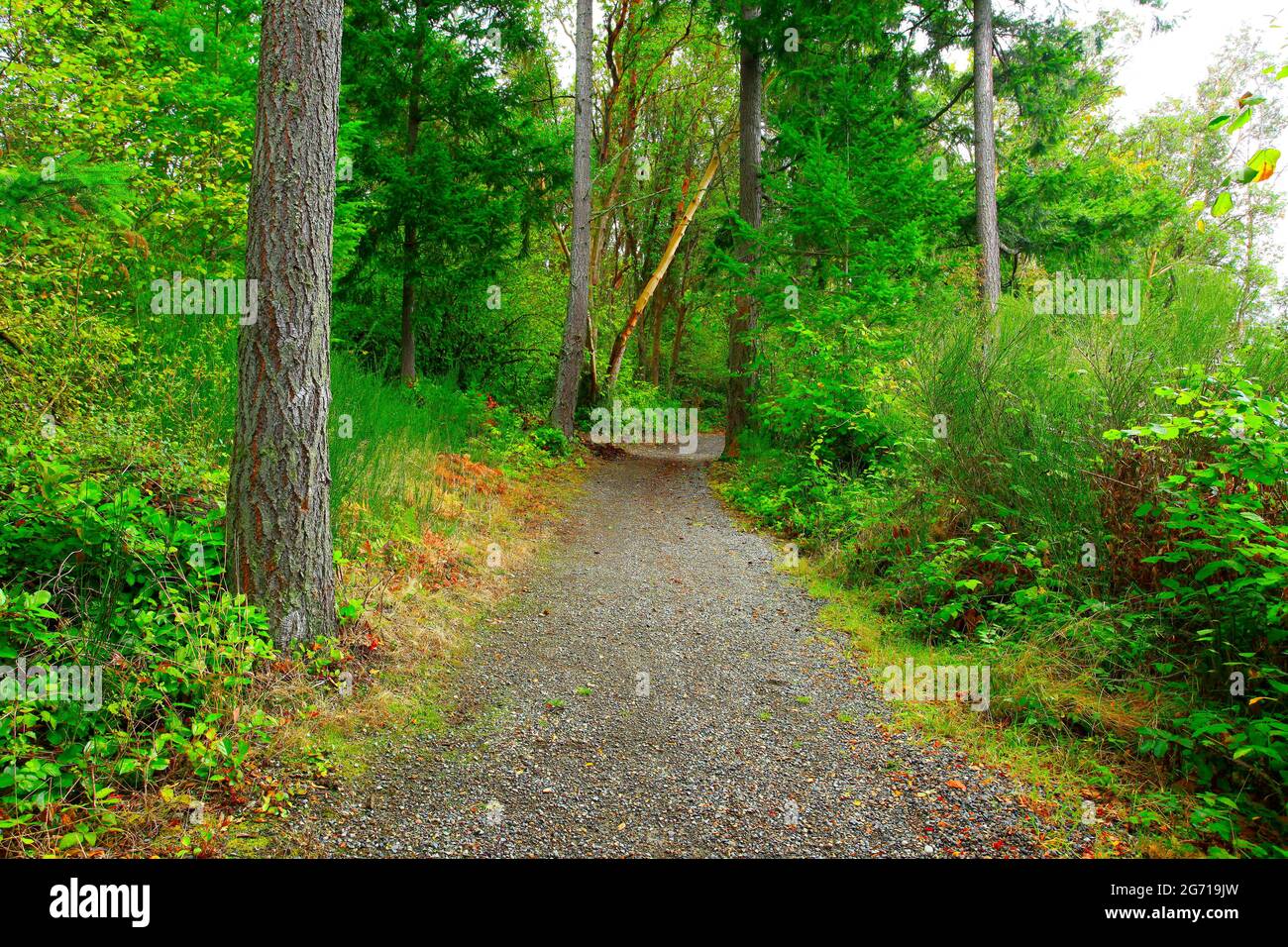 a exterior picture of an Pacific Northwest forest trail Stock Photo - Alamy