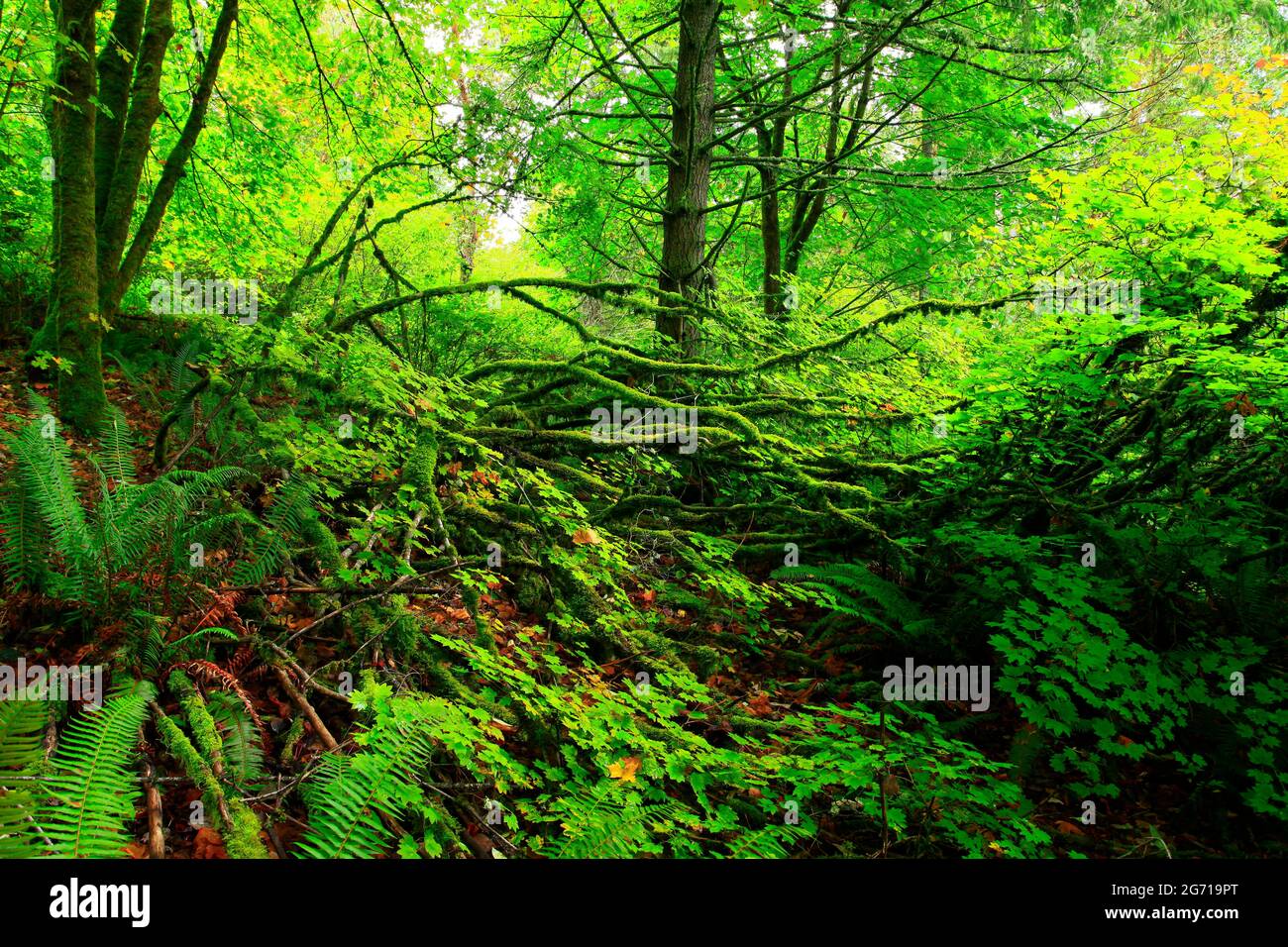 a picture of an Pacific Northwest rainforest Stock Photo - Alamy