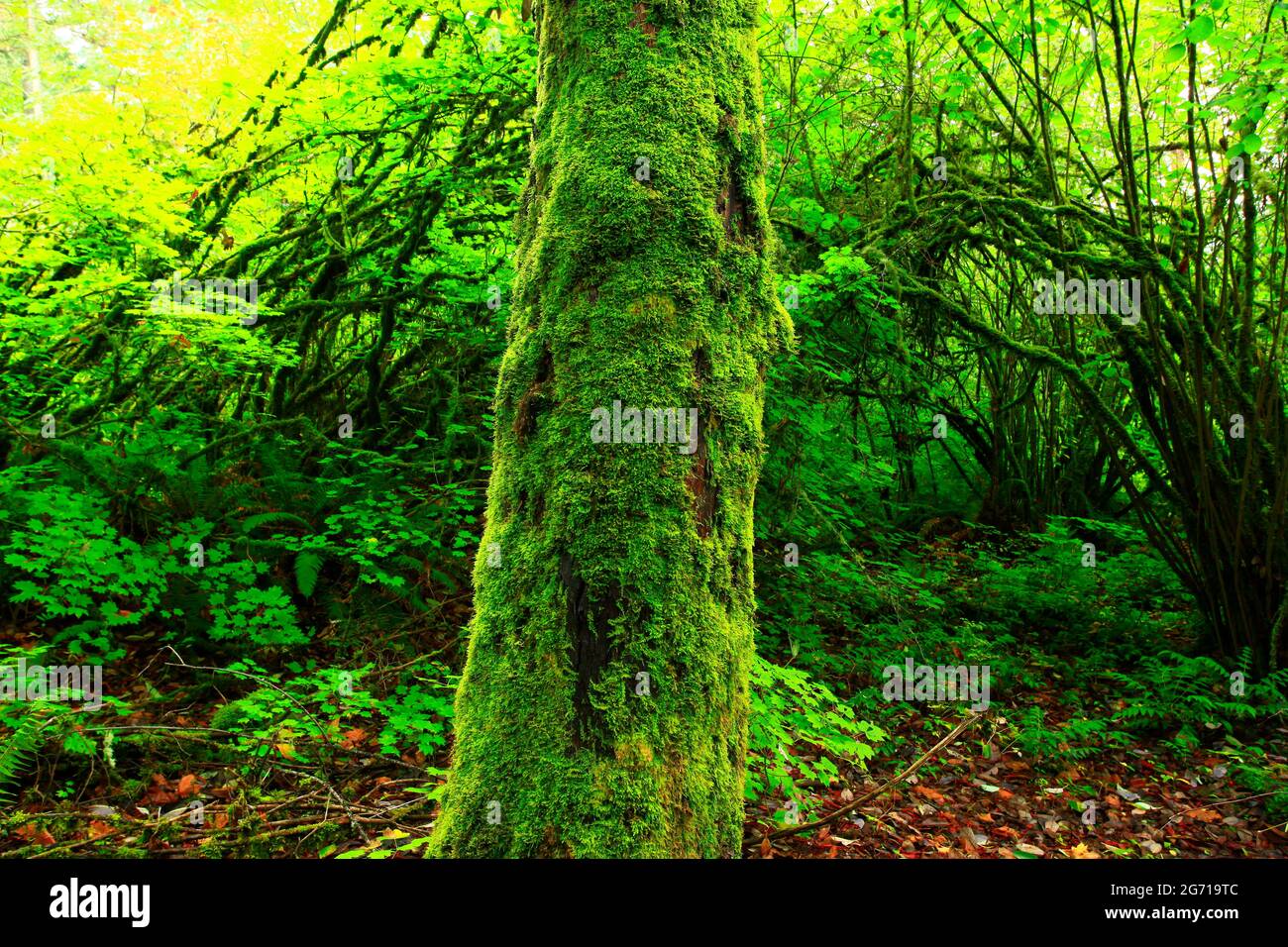 a picture of an Pacific Northwest rainforest Stock Photo - Alamy