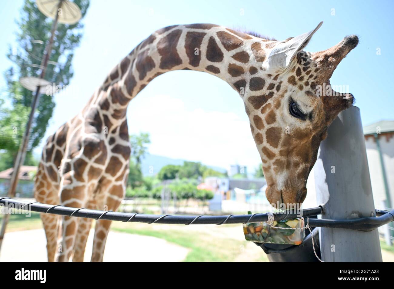 Skopje. 9th July, 2021. A giraffe is seen having iced food in Skopje ...