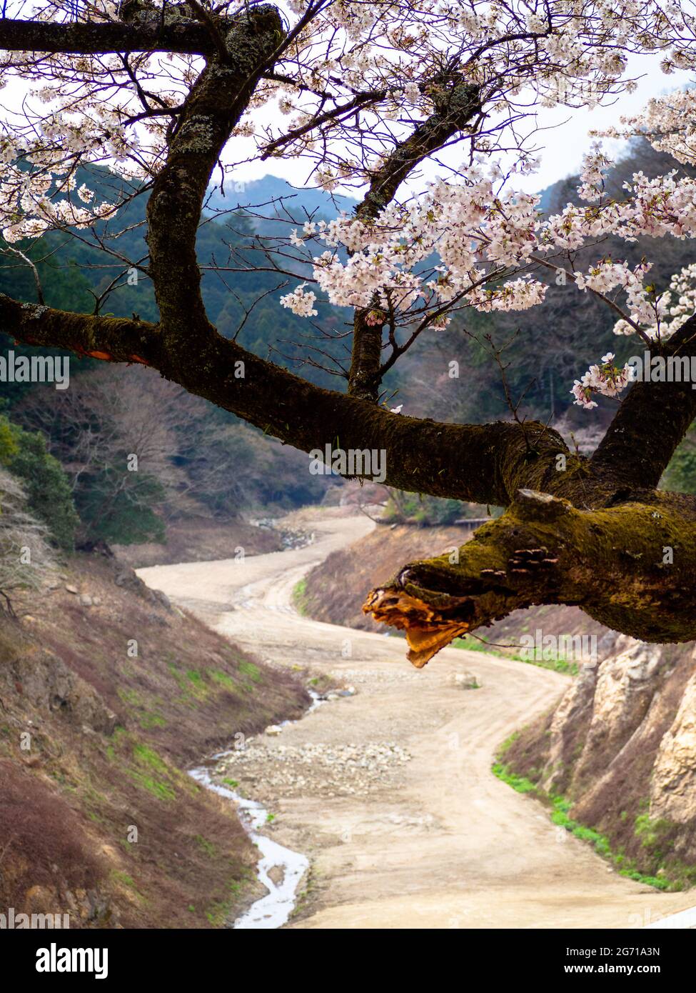 Shot beautiful tree in hi-res stock photography and images - Alamy
