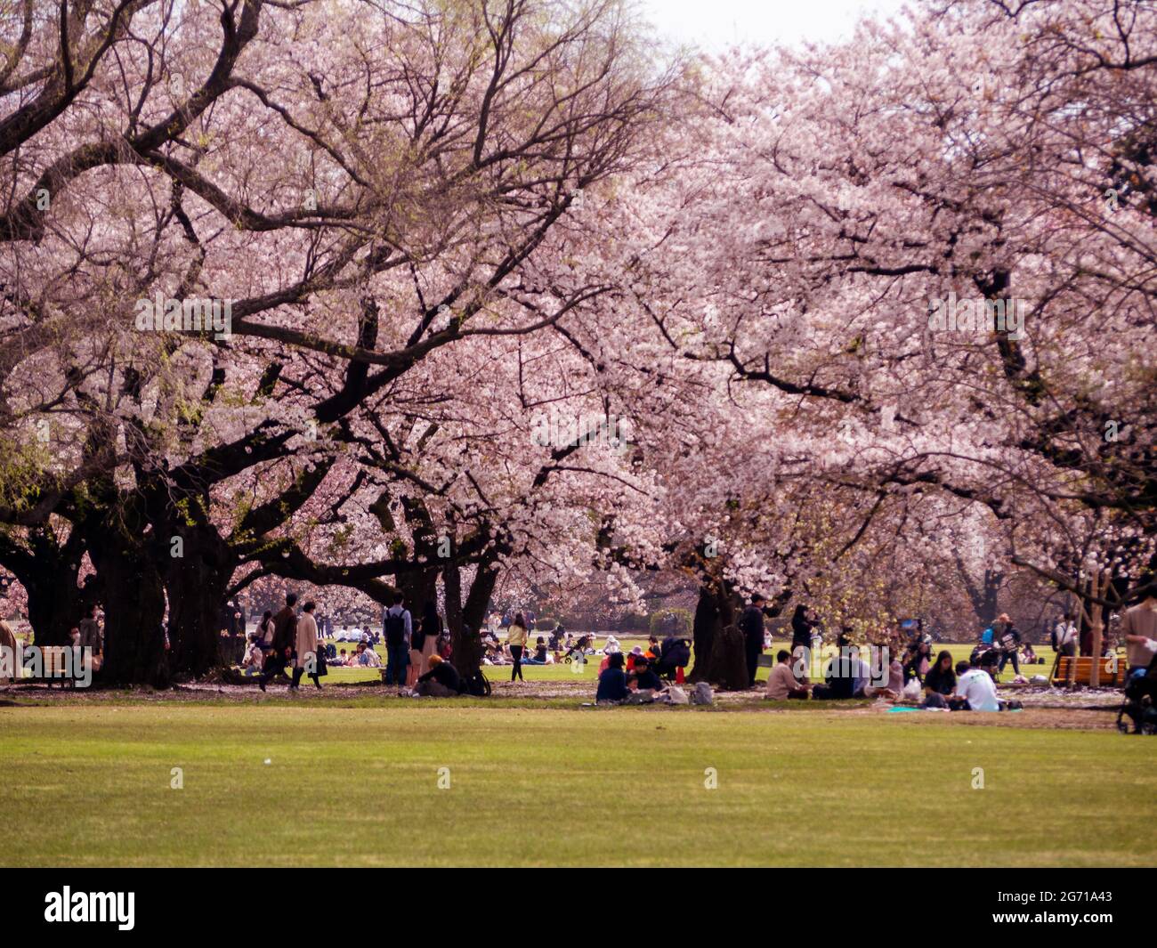 Shot beautiful tree in hi-res stock photography and images - Alamy