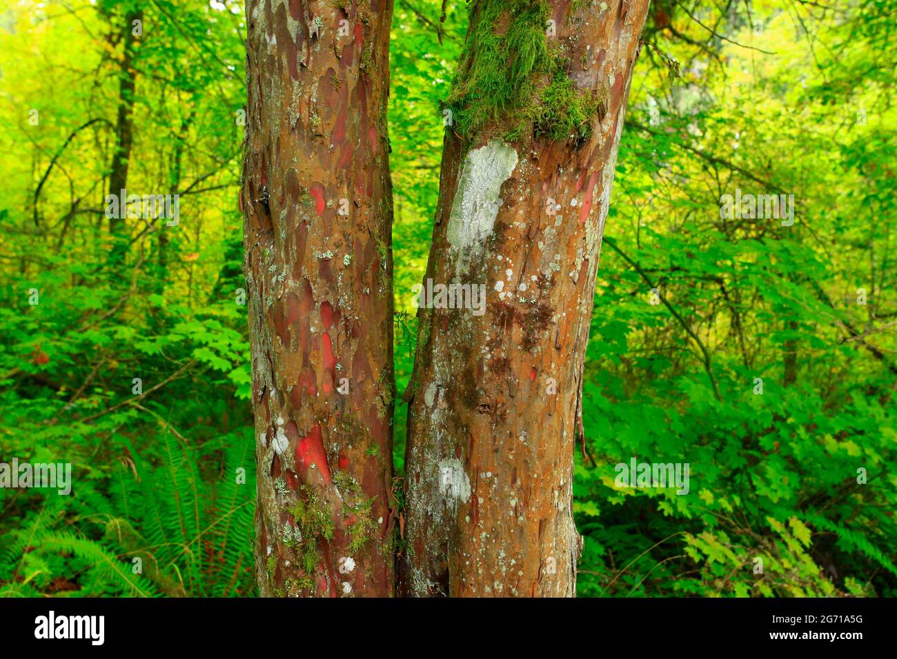 a exterior picture of an Pacific Northwest forest with a Pacific yew ...