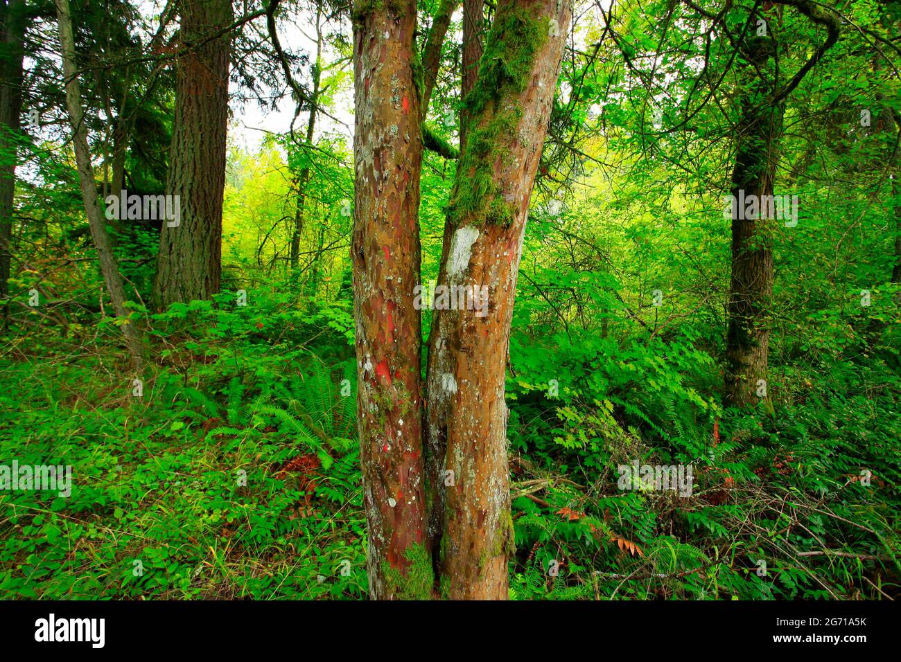 a exterior picture of an Pacific Northwest forest with a Pacific yew ...