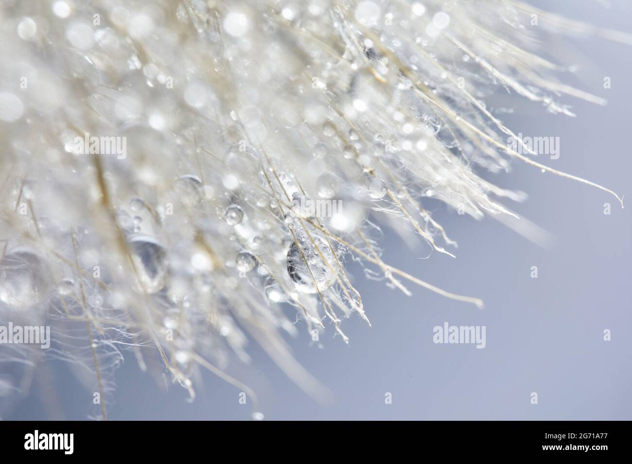 Beautiful dew drops on a dandelion seed. Beautiful soft background ...
