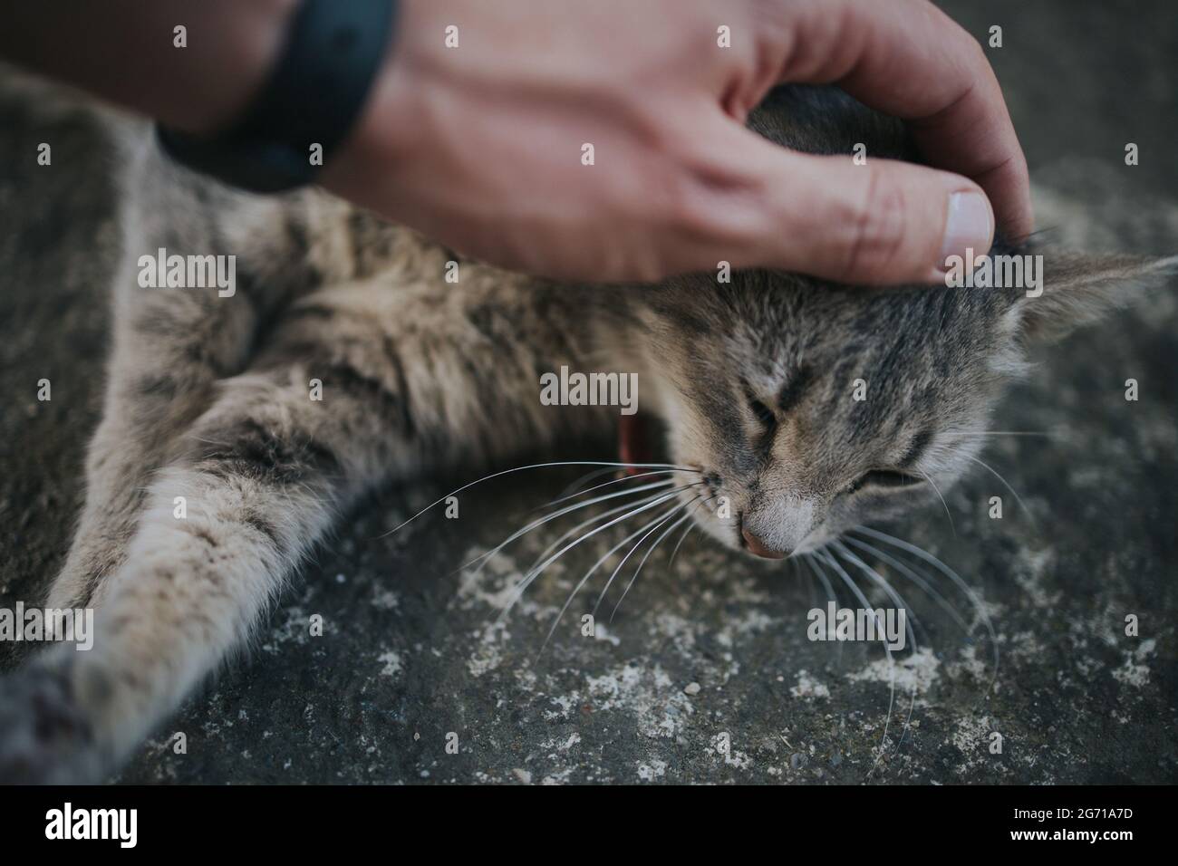 Person petting an adorable domestic cat Stock Photo - Alamy