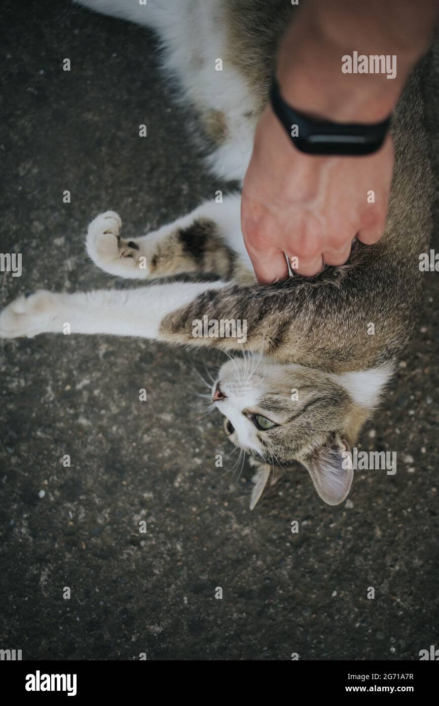 Person petting an adorable domestic cat Stock Photo - Alamy