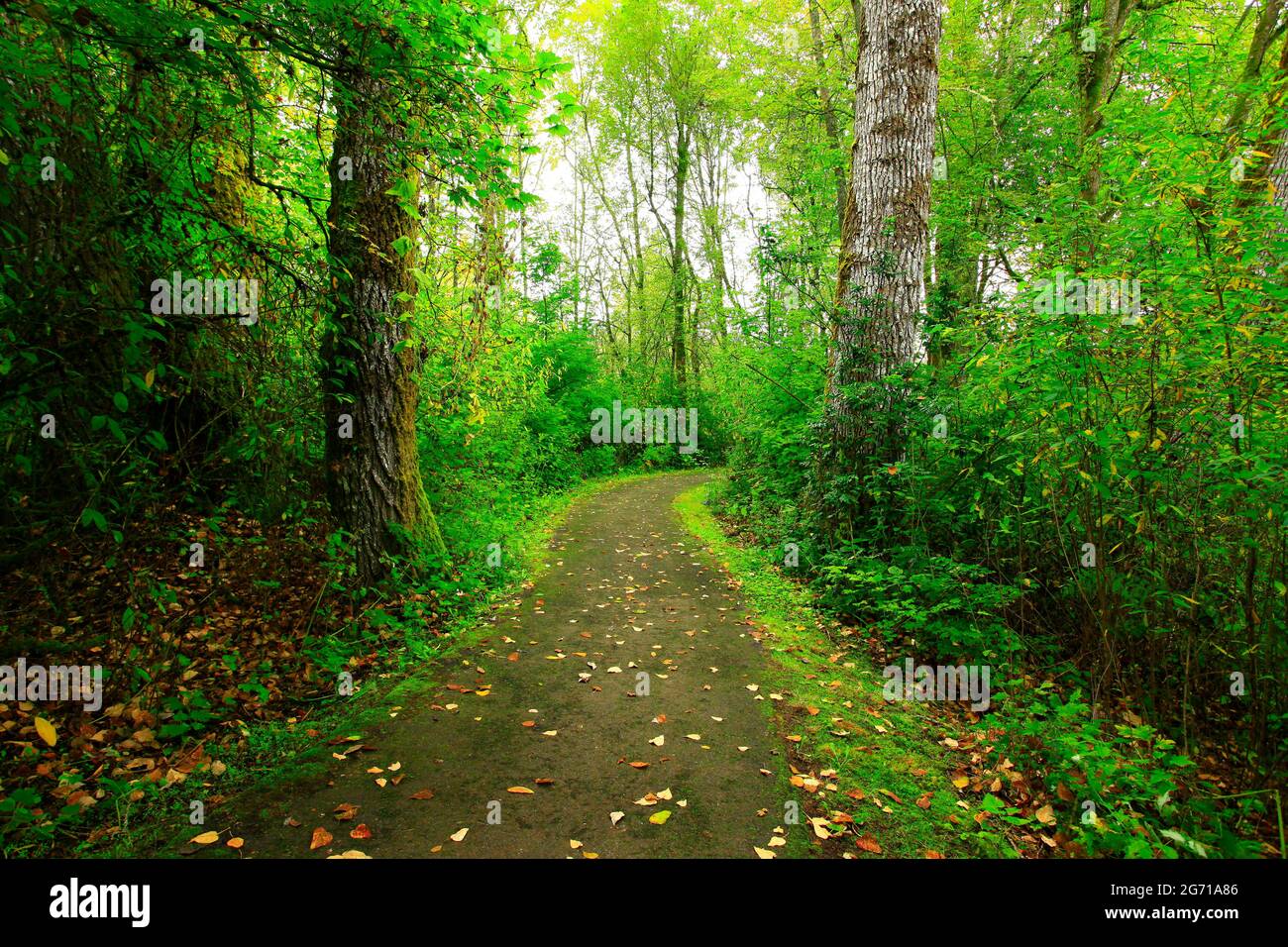 a exterior picture of an Pacific Northwest forest trail Stock Photo - Alamy