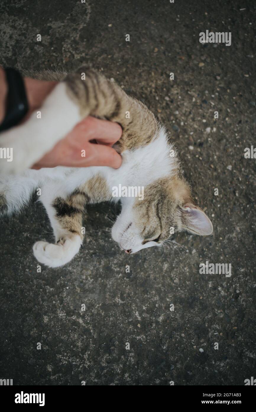 Person petting an adorable domestic cat Stock Photo - Alamy