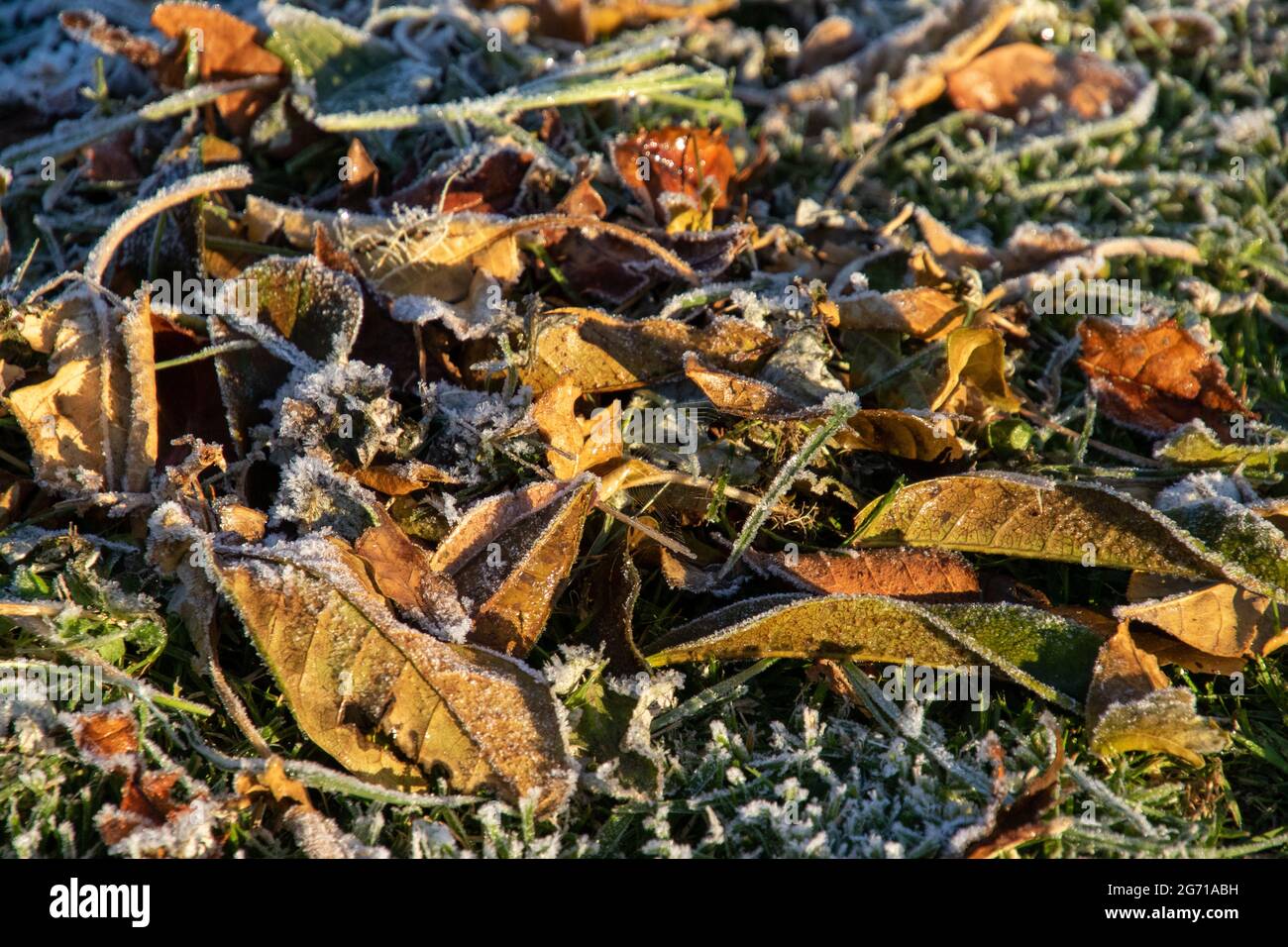 Frost on the plants around the forest in Harkerville in the Western ...