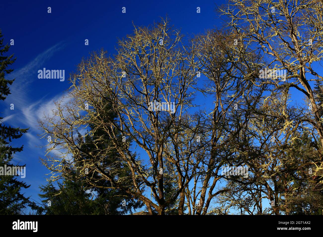 a exterior picture of an Pacific Northwest forest with Oregon oak trees ...