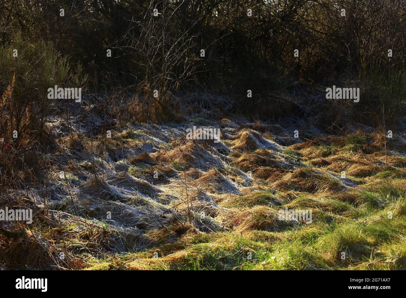a exterior picture of an Pacific Northwest grass with frost Stock Photo ...