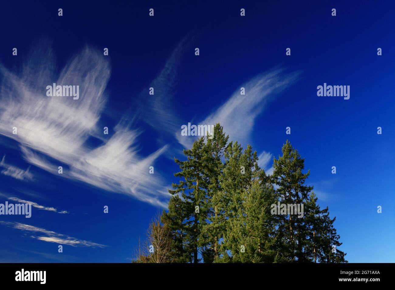 a exterior picture of an Pacific Northwest forest with conifer trees ...