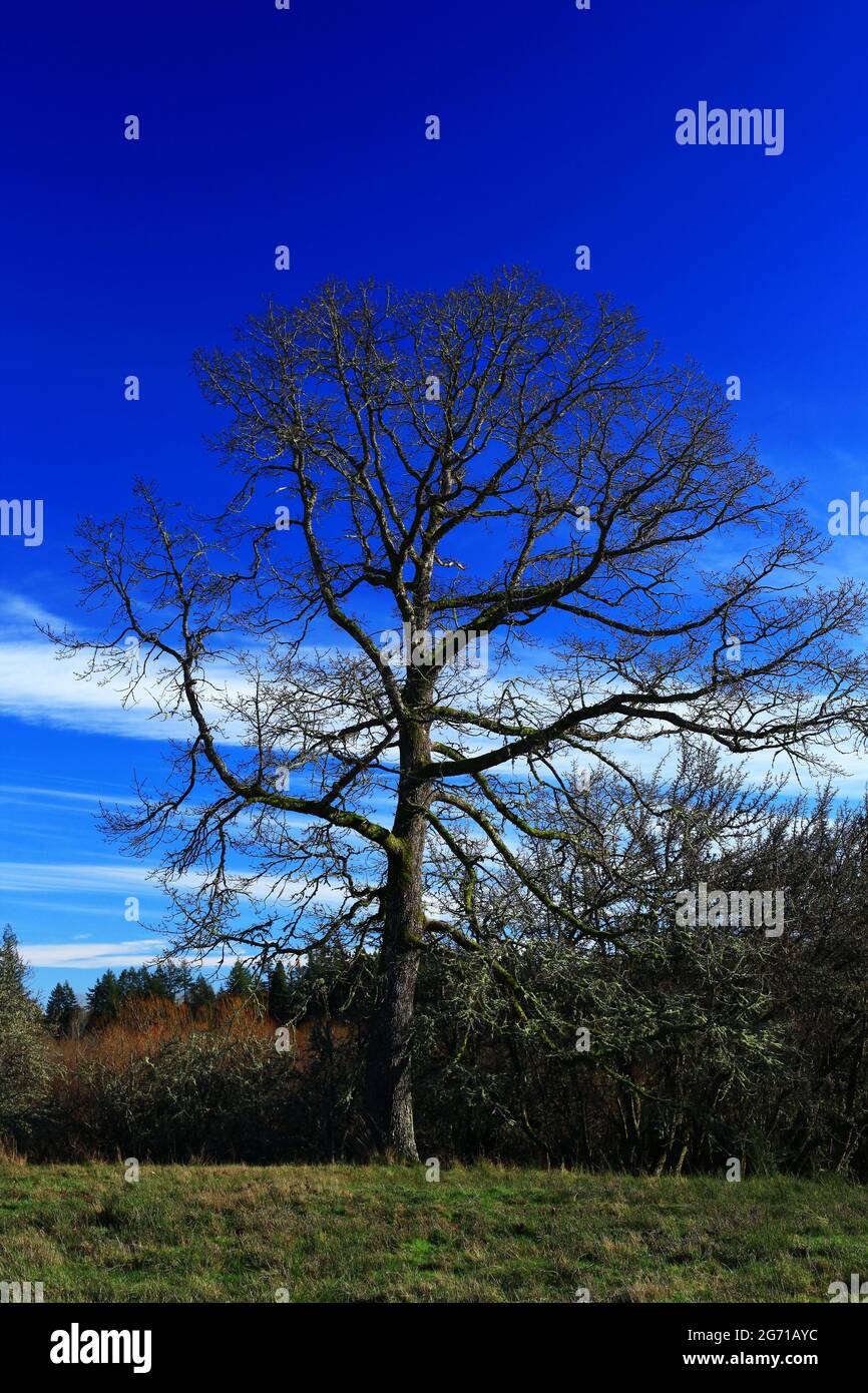 a exterior picture of an Pacific Northwest forest with Oregon oak trees ...