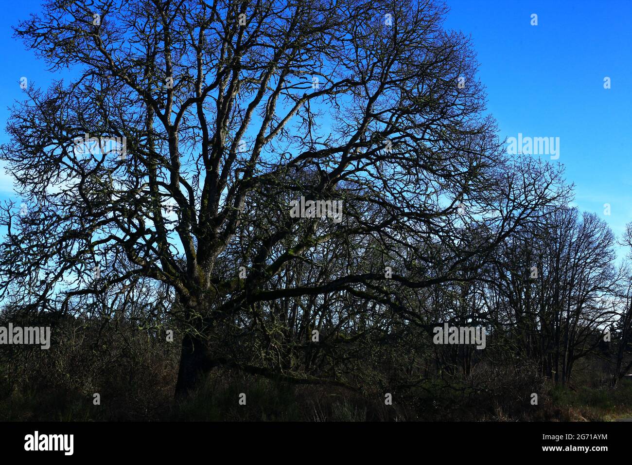 a exterior picture of an Pacific Northwest forest with Oregon oak trees ...