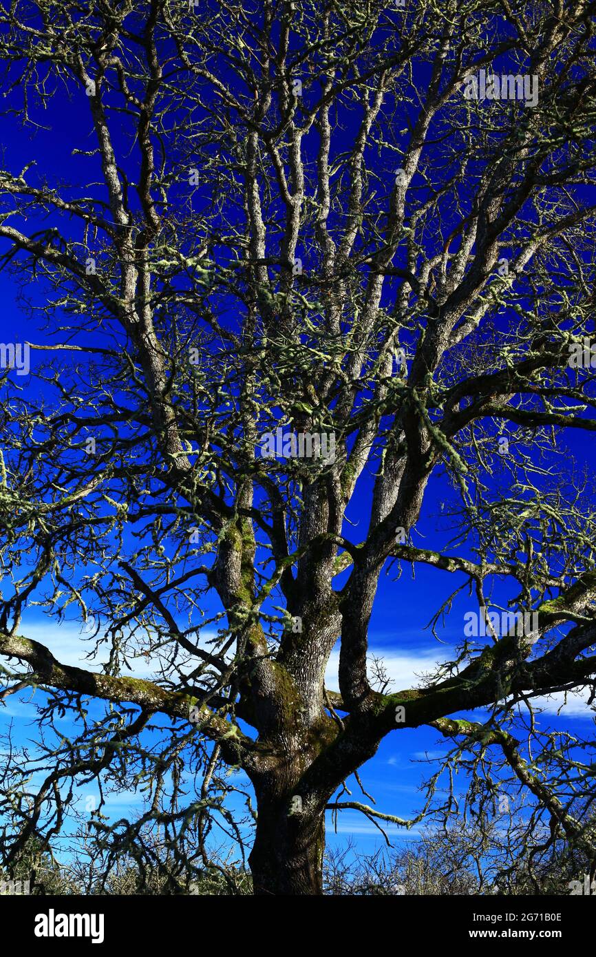 a exterior picture of an Pacific Northwest forest with Oregon oak trees ...