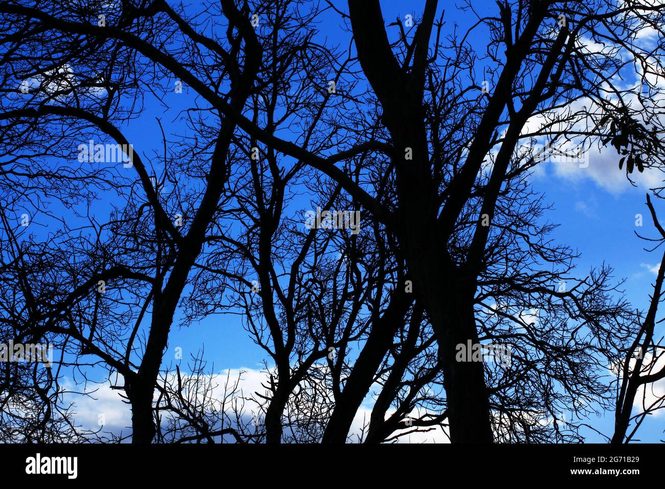 Oregon oak trees hi-res stock photography and images - Alamy