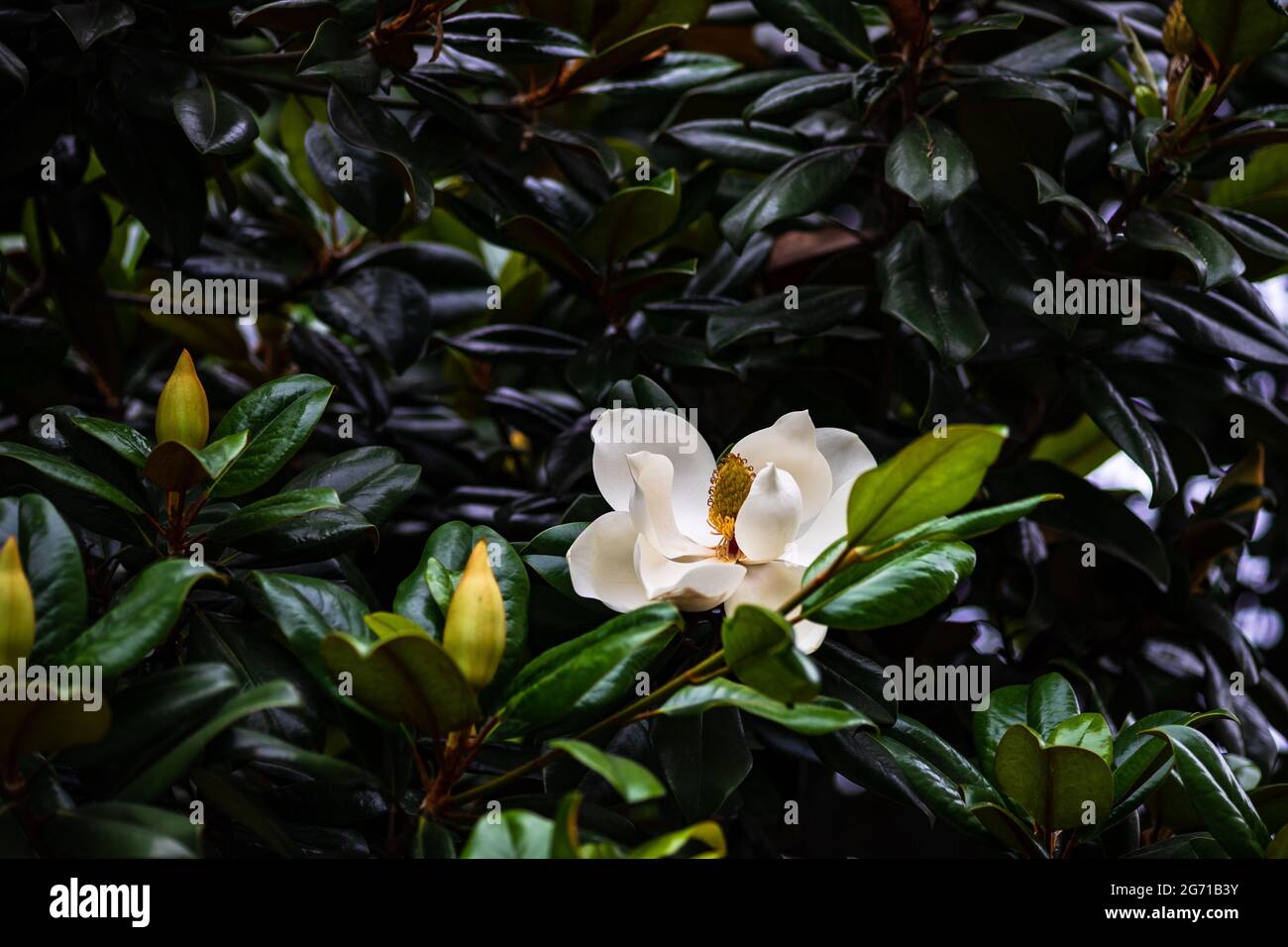Blooming magnolia tree in a summertime park in Batumi, Georgia Stock ...