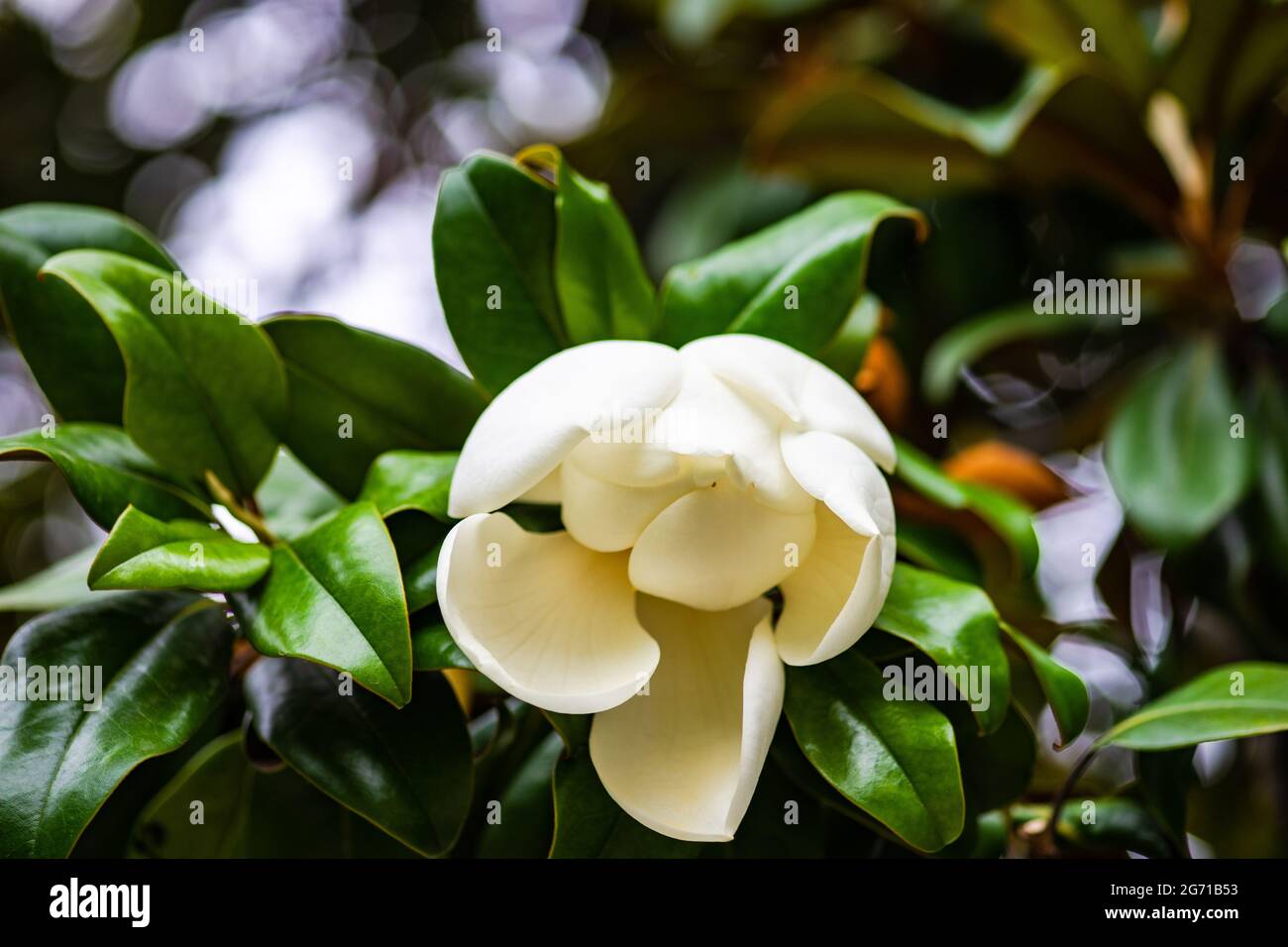Magnolia flower georgia hi-res stock photography and images - Alamy