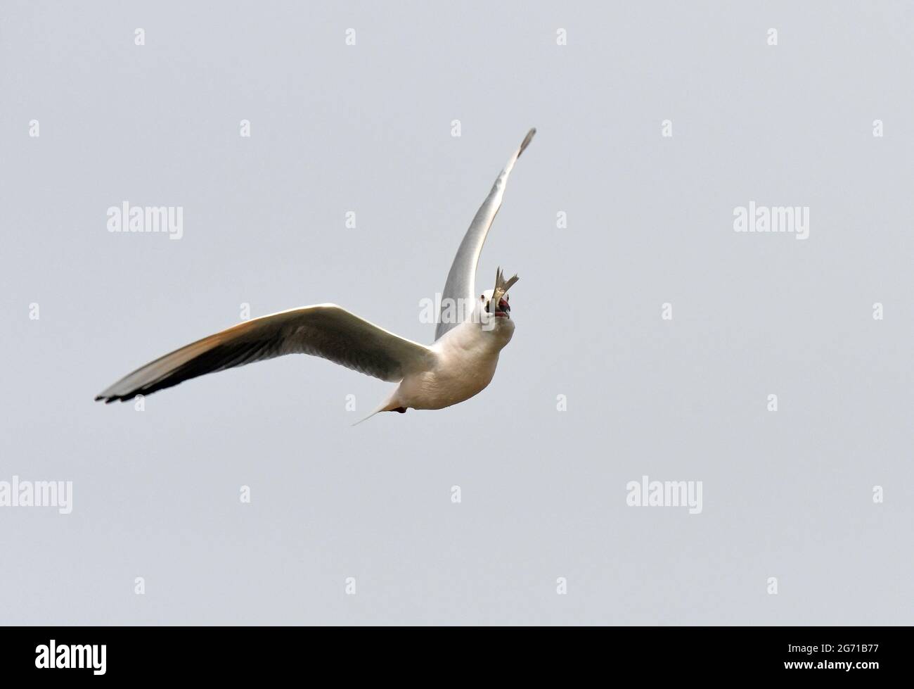 Gull flying with fish Stock Photo - Alamy