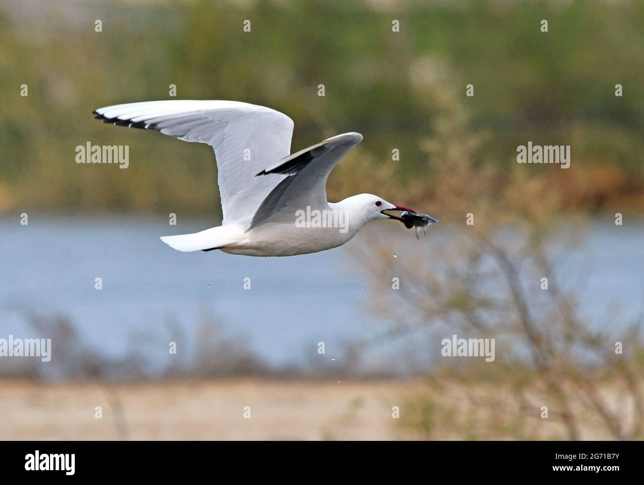 Fish gull hi-res stock photography and images - Alamy