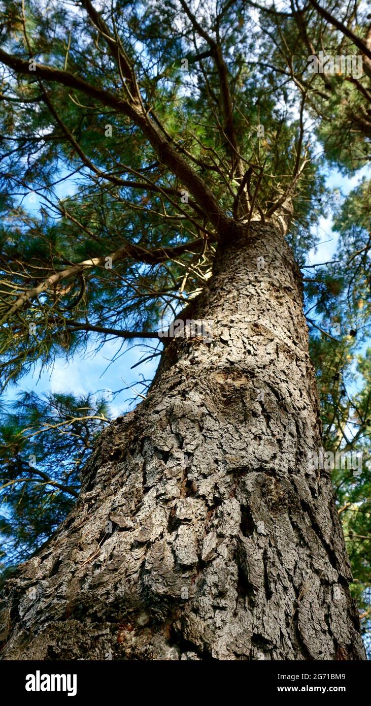 Vertical low angle shot of a tall tree Stock Photo - Alamy