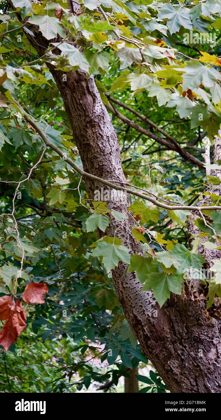 Vertical shot of a maple tree Stock Photo - Alamy