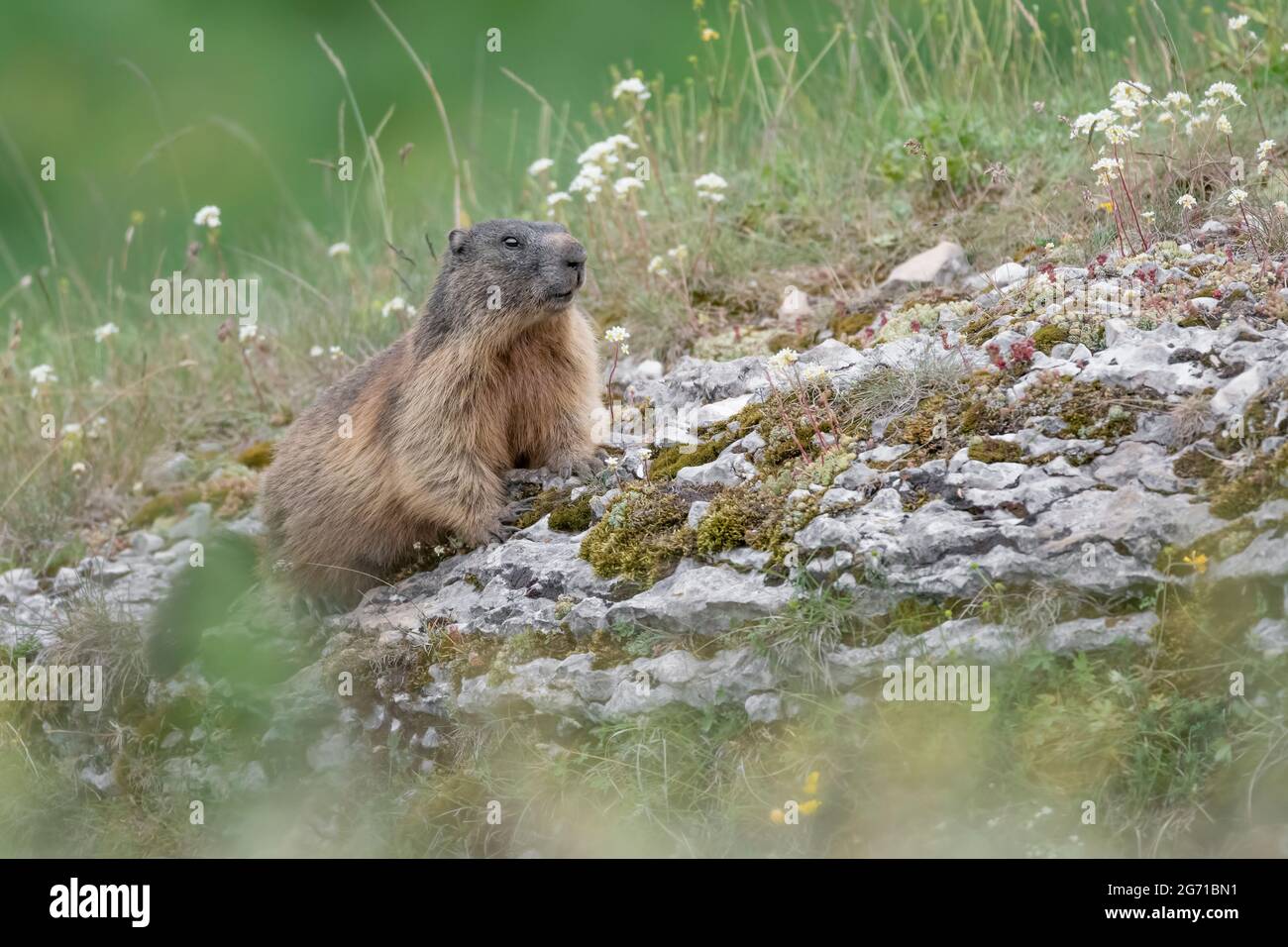 Alpine marmot on the rock in summer season (Marmota marmota Stock Photo ...