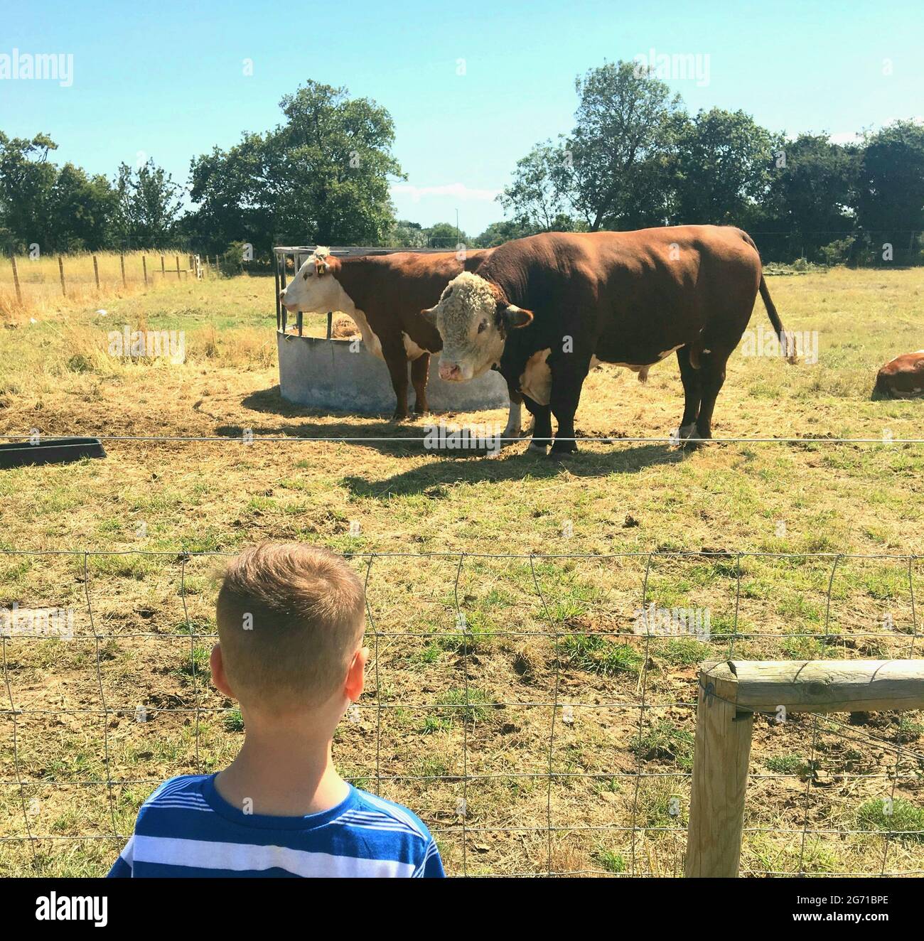 Small boy on fence hi-res stock photography and images - Alamy