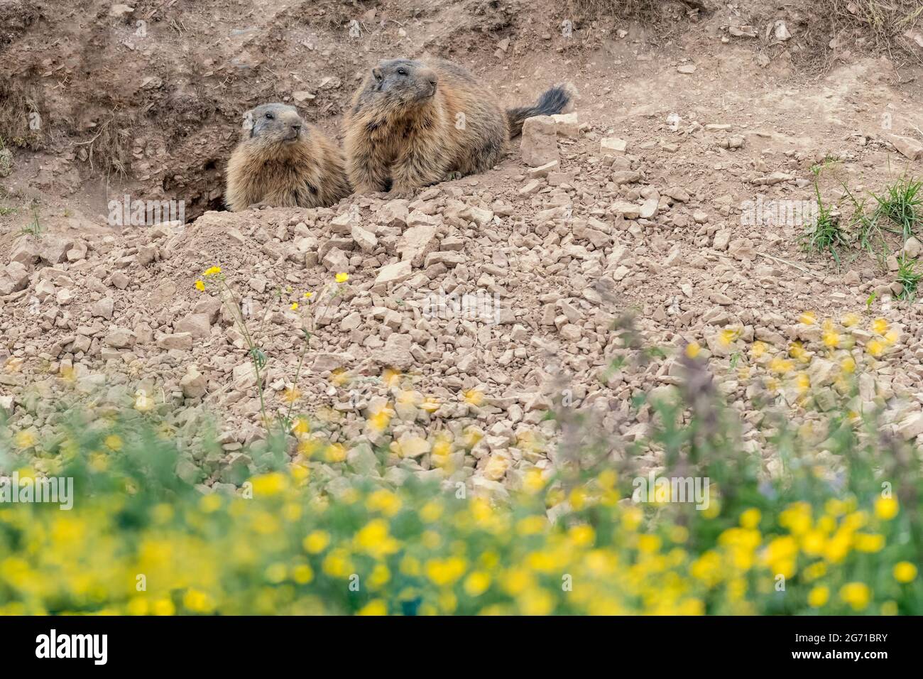 Alpine marmots on burrow in summer season (Marmota marmota Stock Photo - Alamy