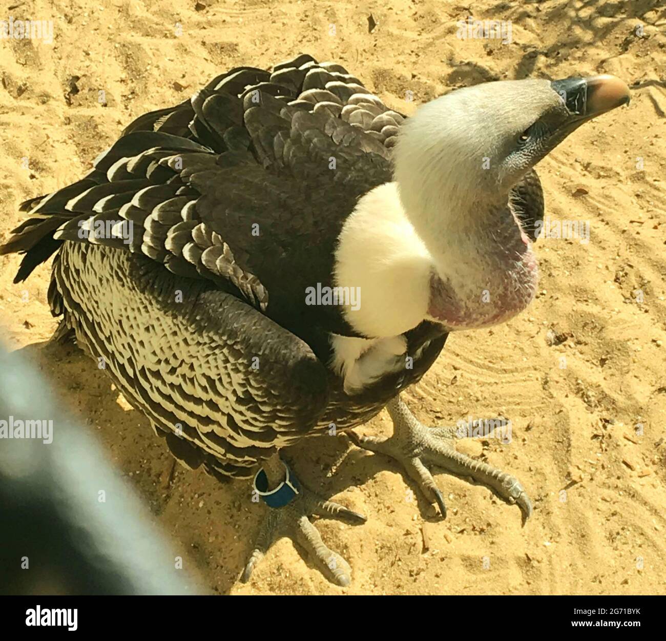 Vulture standing on a sand Stock Photo - Alamy