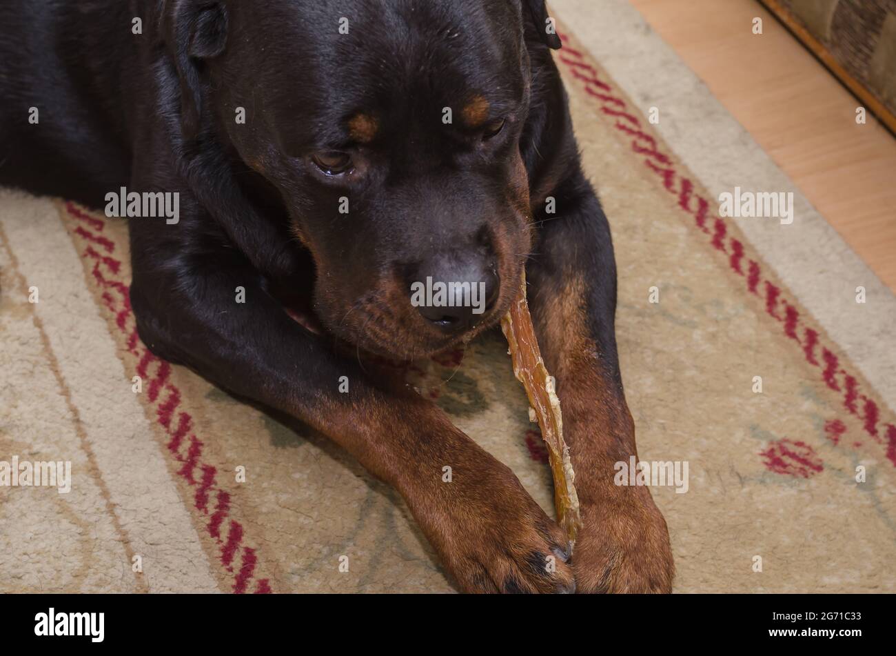 Dried Tendon High Resolution Stock Photography and Images - Alamy