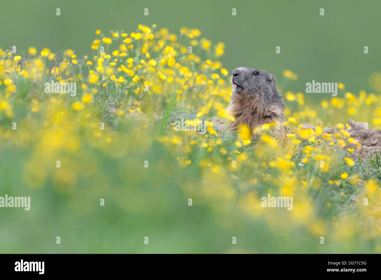 Alps marmot flowers hi-res stock photography and images - Alamy