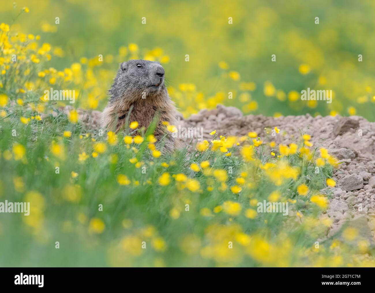 Alpine marmot wrapped by flowers in the Alpine garden (Marmota marmota ...
